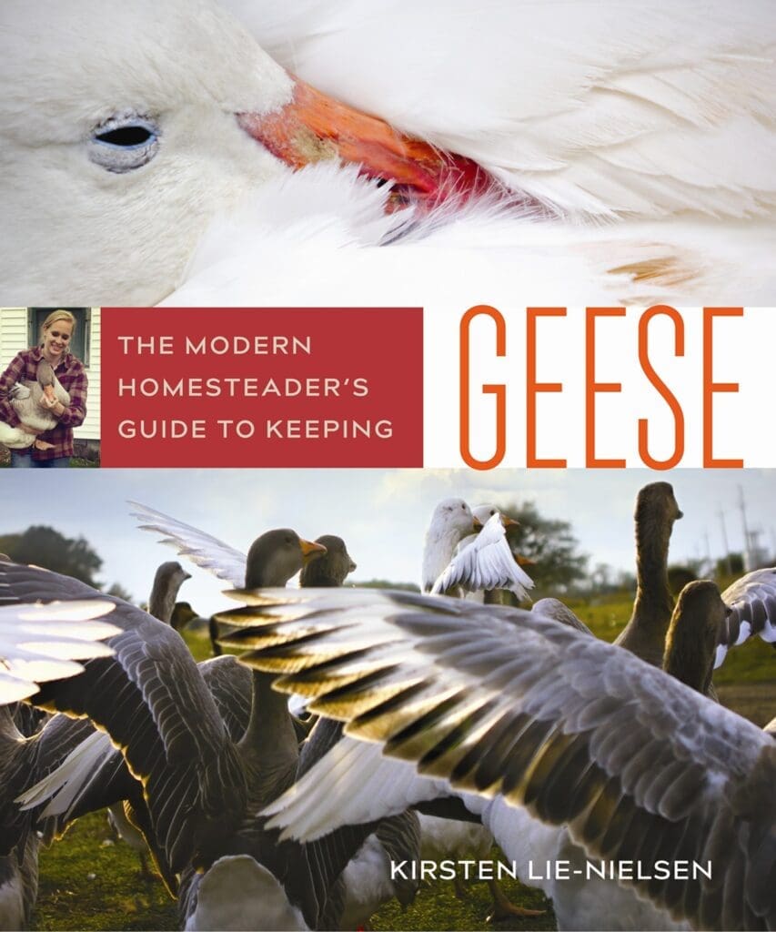 The Modern Homesteader’s Guide to Keeping Geese | New Society