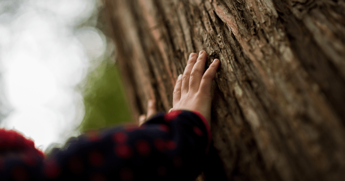 Interview Jacob Rodenburg, author The Book of Nature Connection
